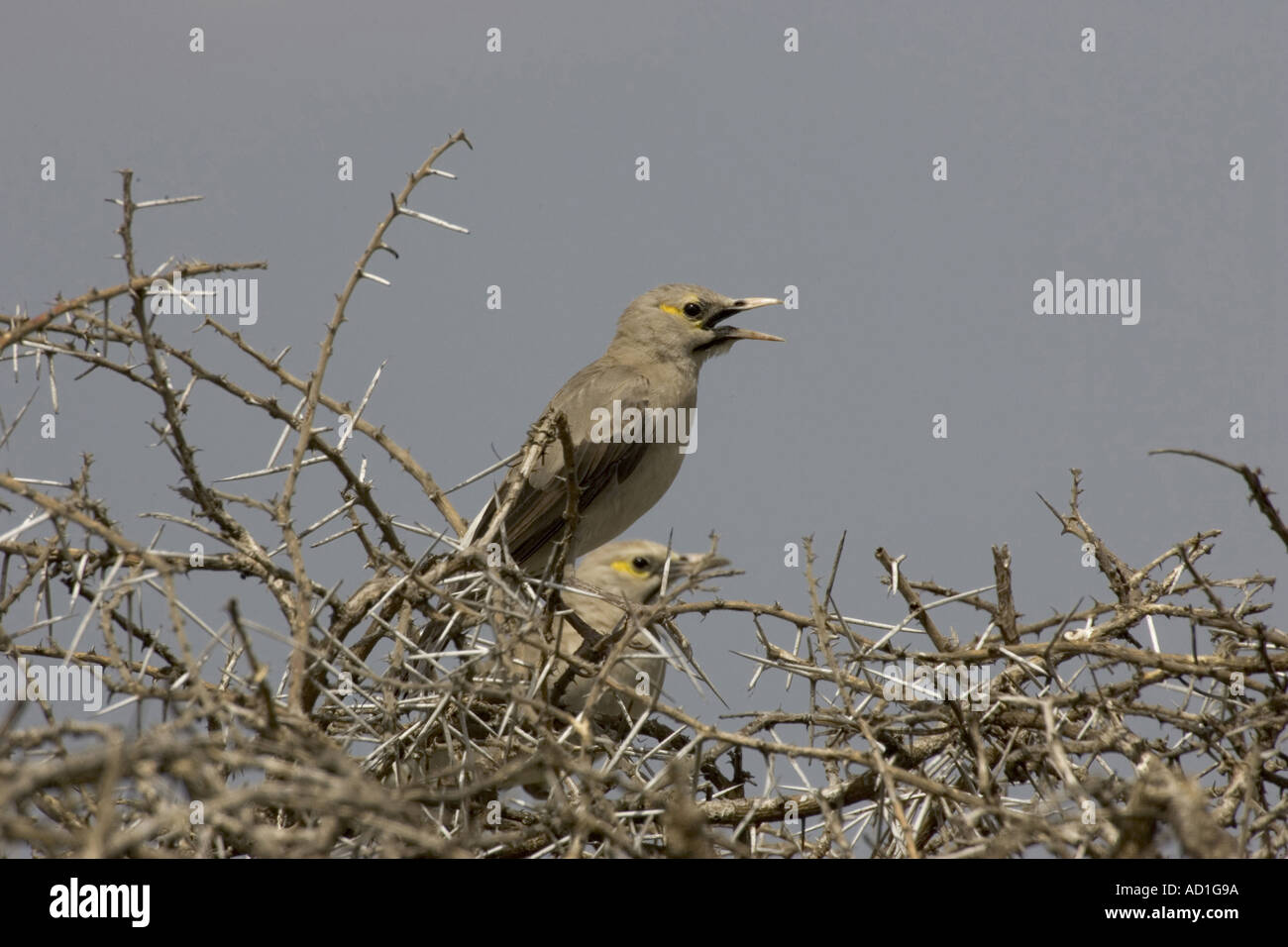 Wattled Starling Creatophora cinerea Serengeti Tanzania Africa Stock ...
