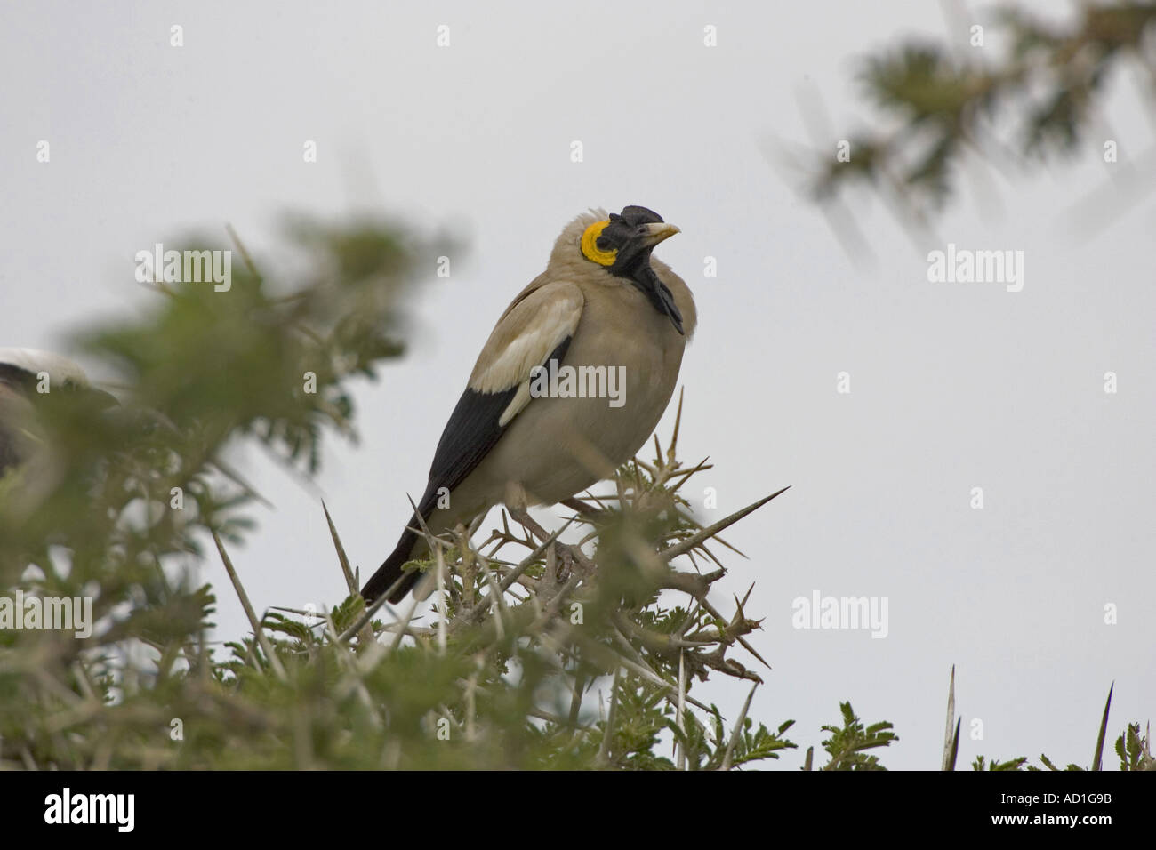 Wattled Starling Creatophora cinerea Serengeti Tanzania Africa Stock ...