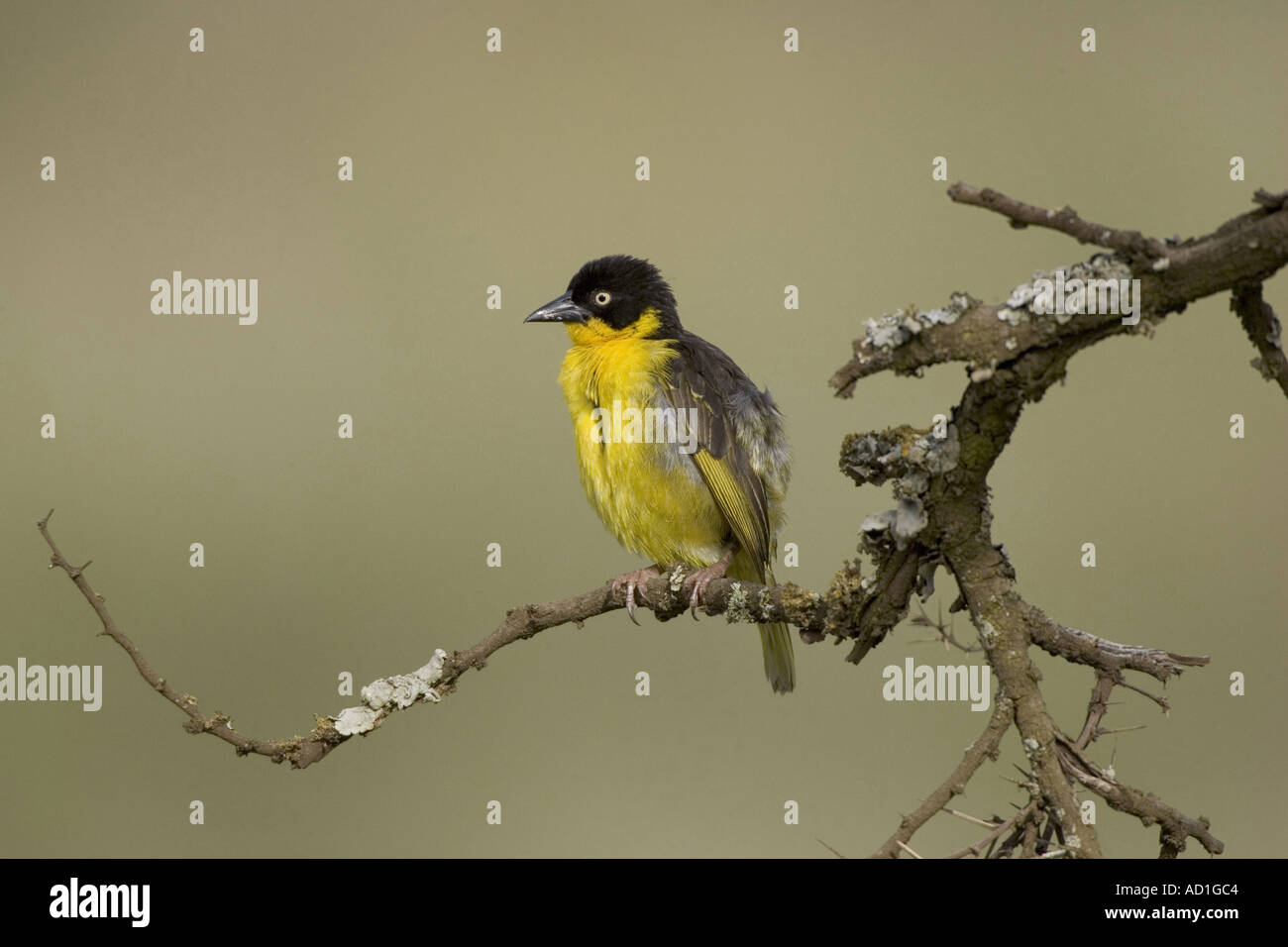 Baglafecht Weaver bird Ngorongoro crater Ploceus baglafecht female ...