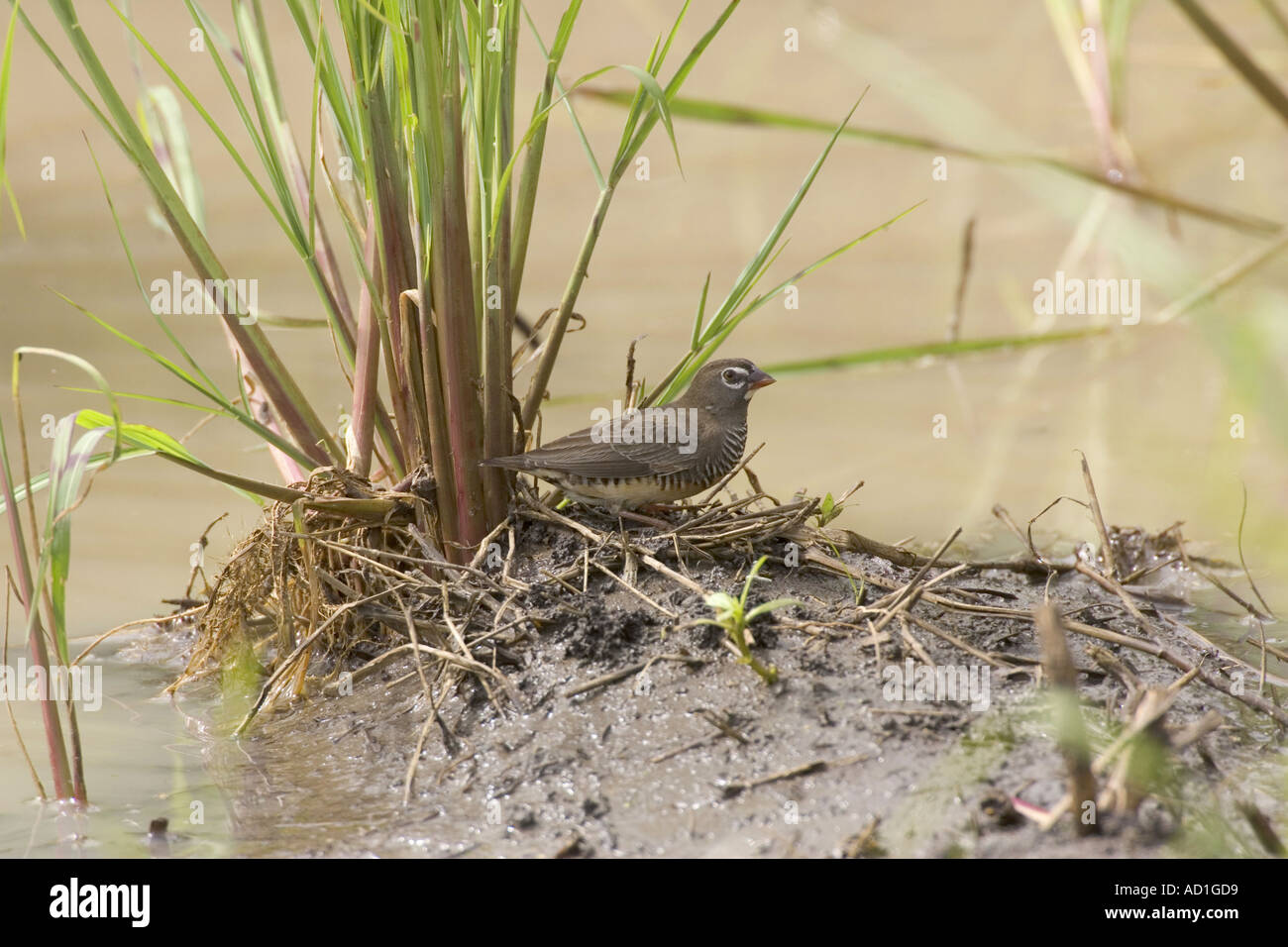 African finches hi-res stock photography and images - Alamy