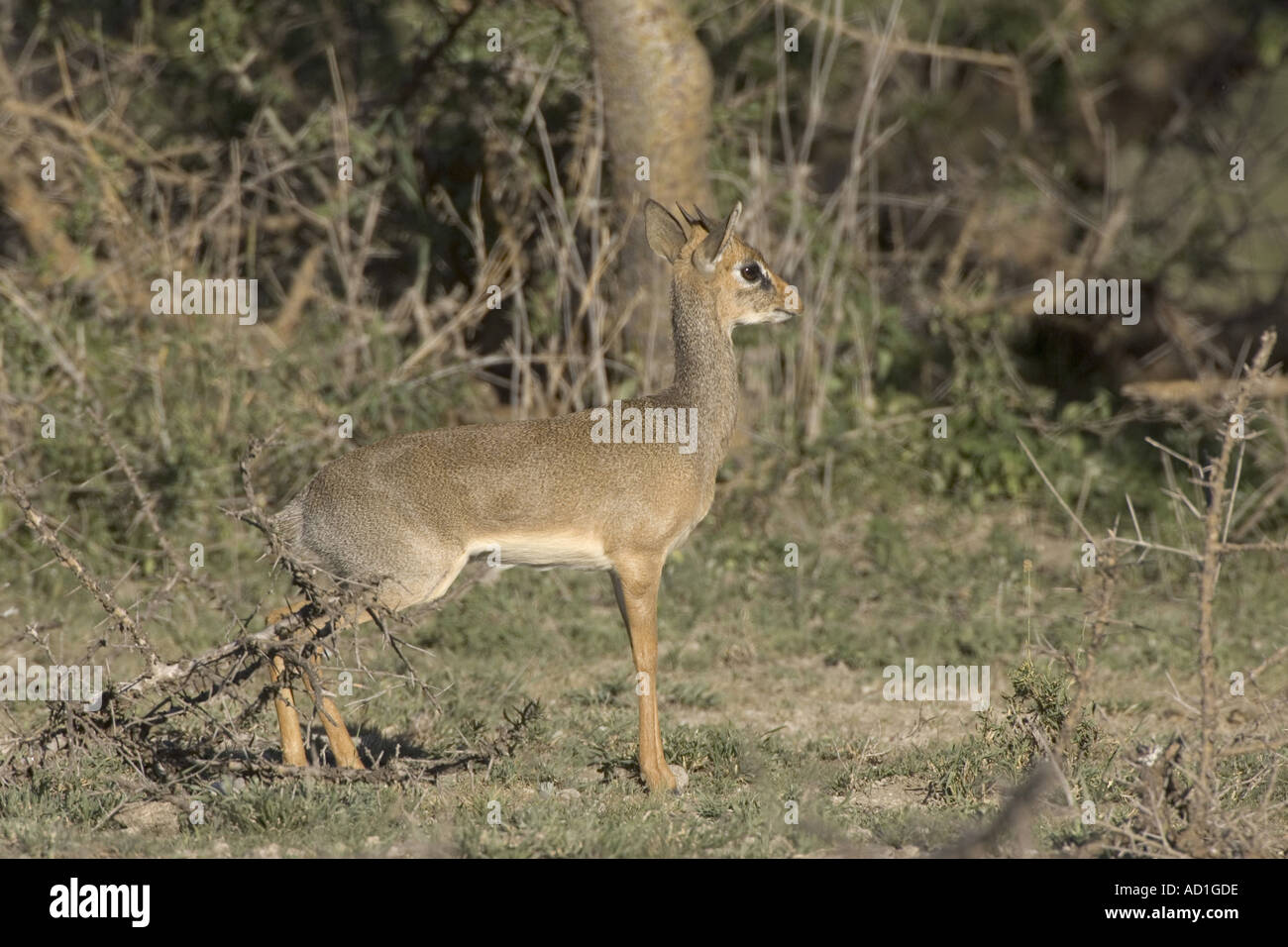 Kirk s Dik dik male Madoqua kirkii Adult browsing Stock Photo - Alamy