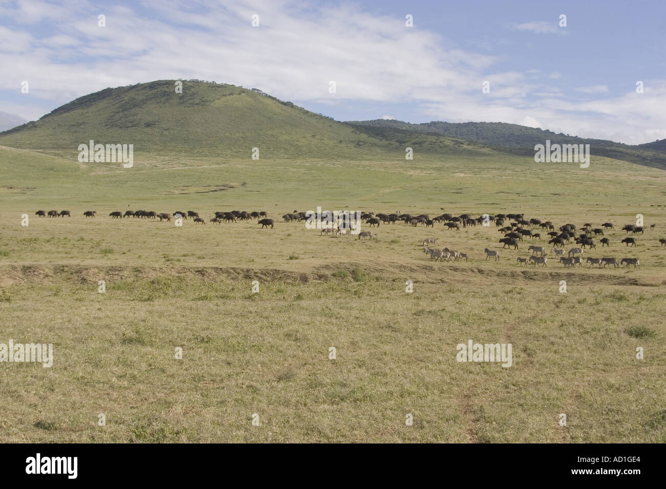 African Buffalo and Burchell s Zebra Ngorongoro Syncerus caffer Equus ...