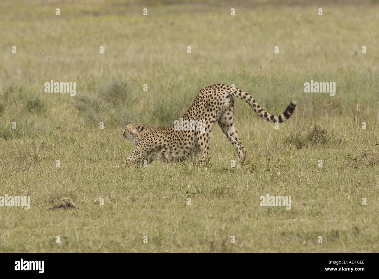 Cheetah stretching hi-res stock photography and images - Alamy