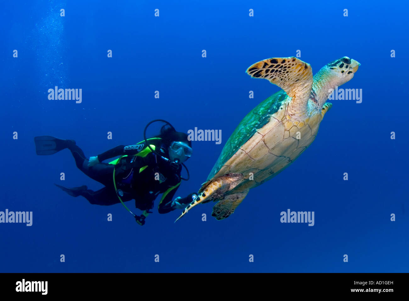 diver and sea turtle, underwater, BVI, British Virgin Islands, ocean ...