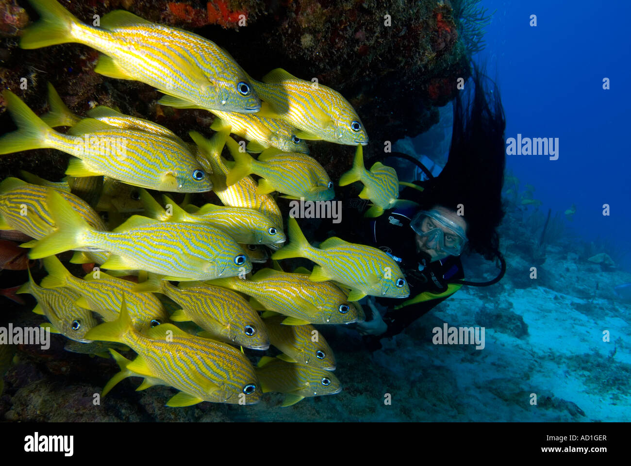 Diver with fish, female diver, underwater, scuba, diving, ocean, sea ...