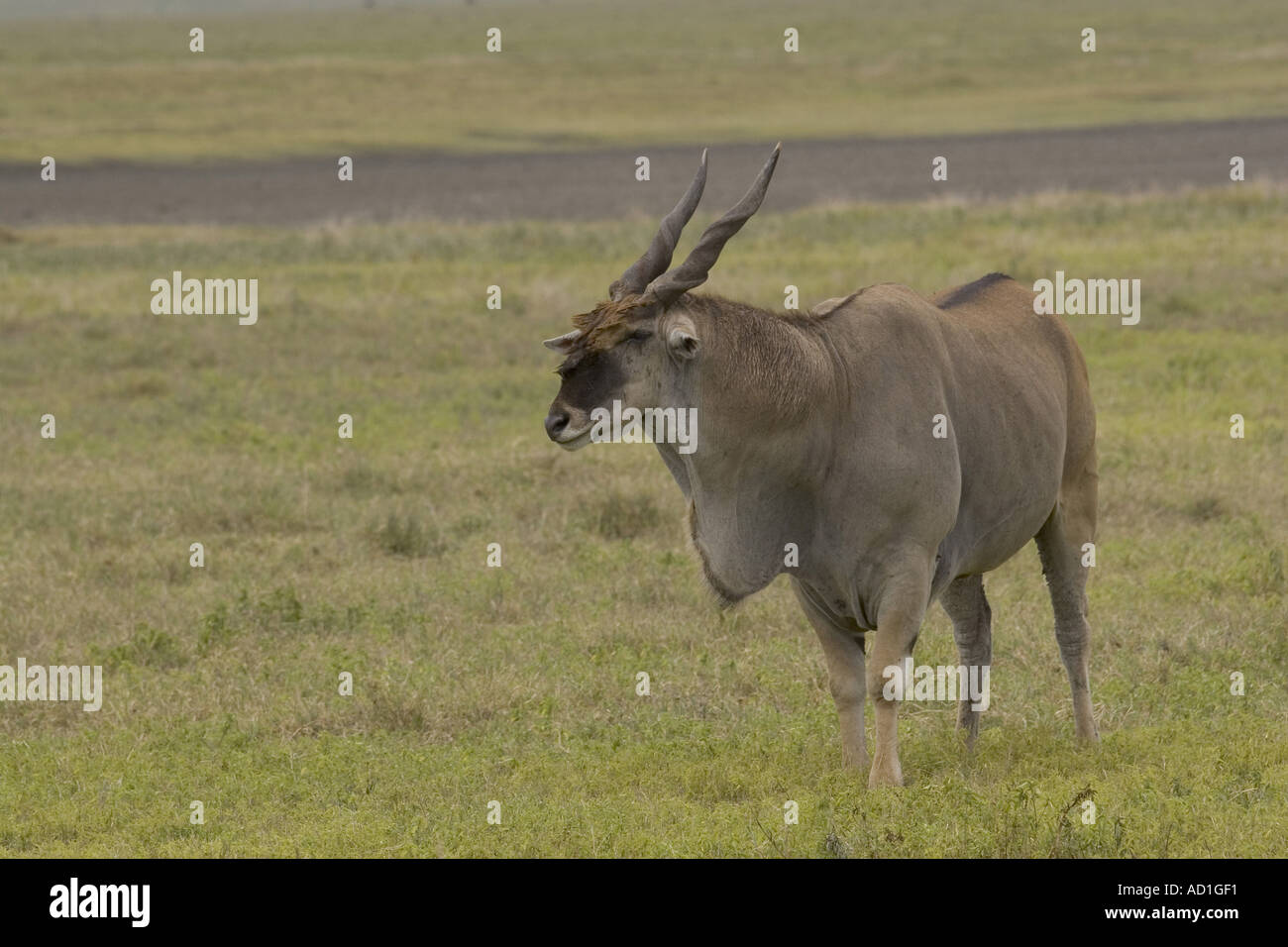 Eland bull antelope hump dewlap neck Taurotragus oryx Ngorongoro Crater ...