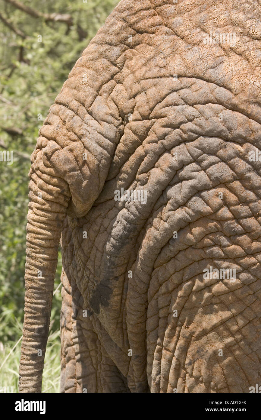 African Elephant Loxodonta africana bum Skin Patten wrinkle animal hide ...