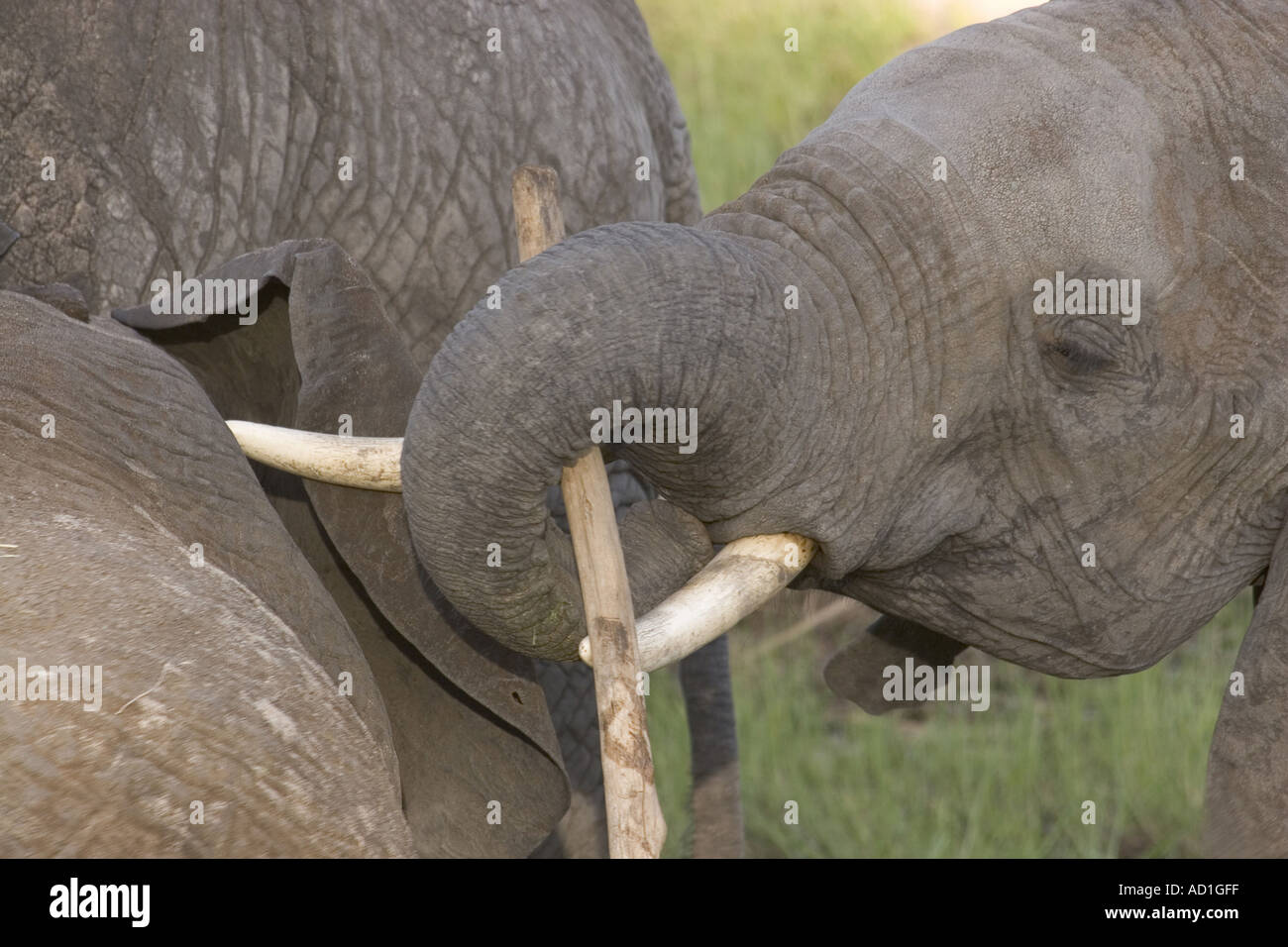 African Elephant ivory tusk trunk stick Loxodonta africana playing ...