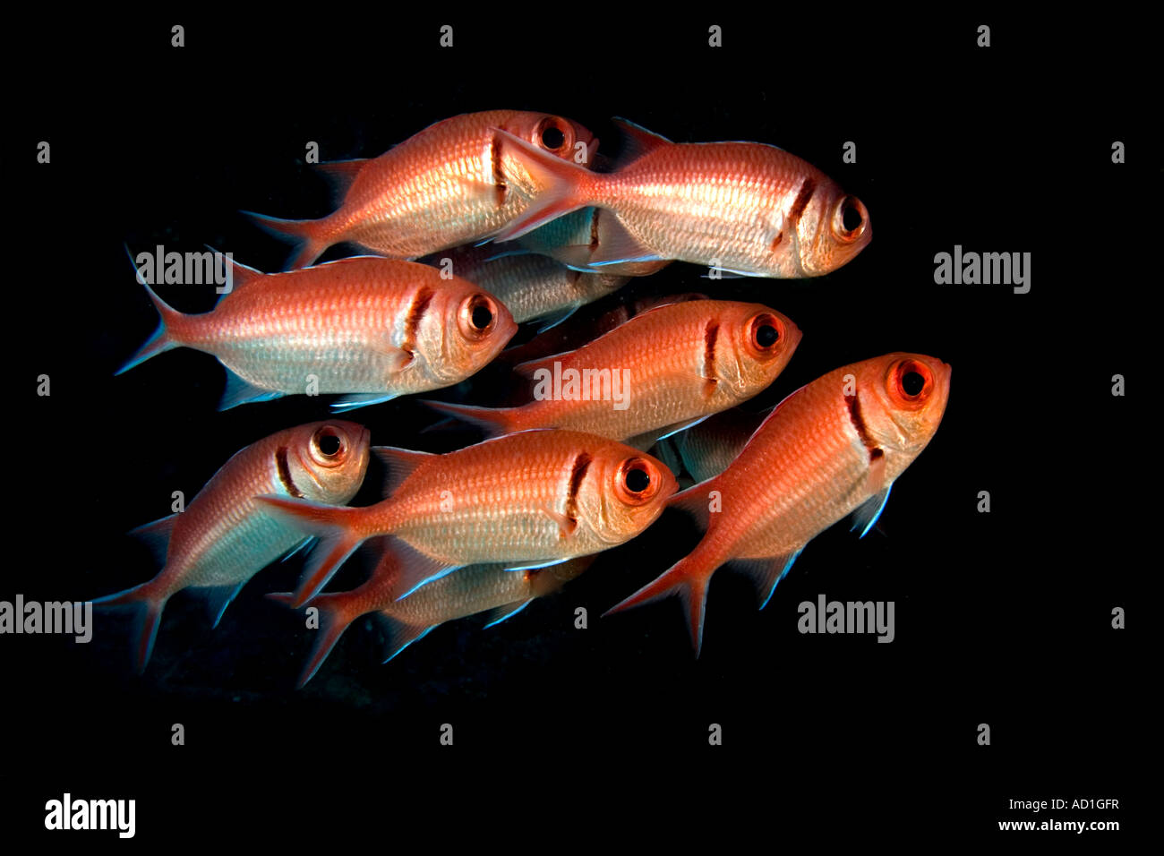 school of fish, BVI, underwater, ocean, sea, scuba, diving, marine life ...