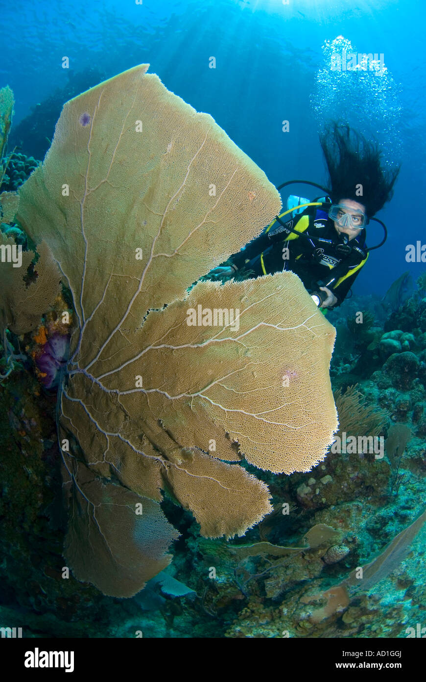 diver and tropical coral reef, underwater, British Virgin Islands, BVI ...