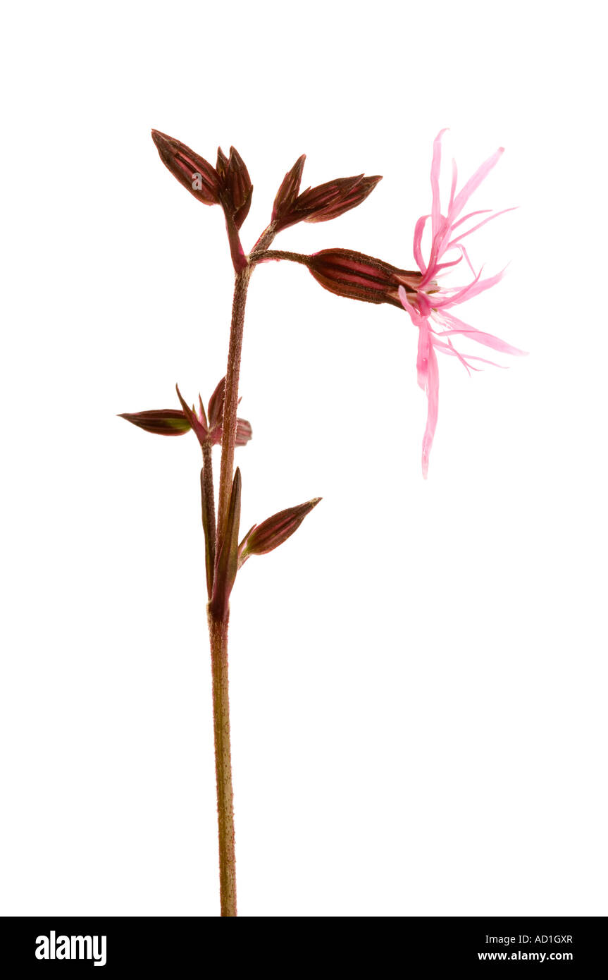 Ragged robin in bloom Stock Photo - Alamy