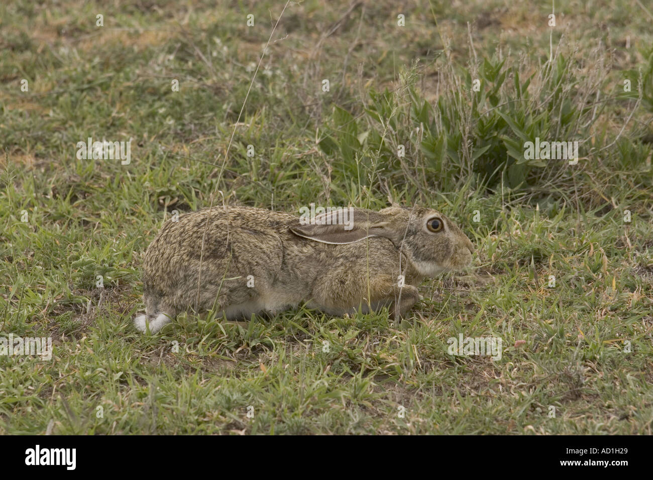 African hare hi-res stock photography and images - Alamy