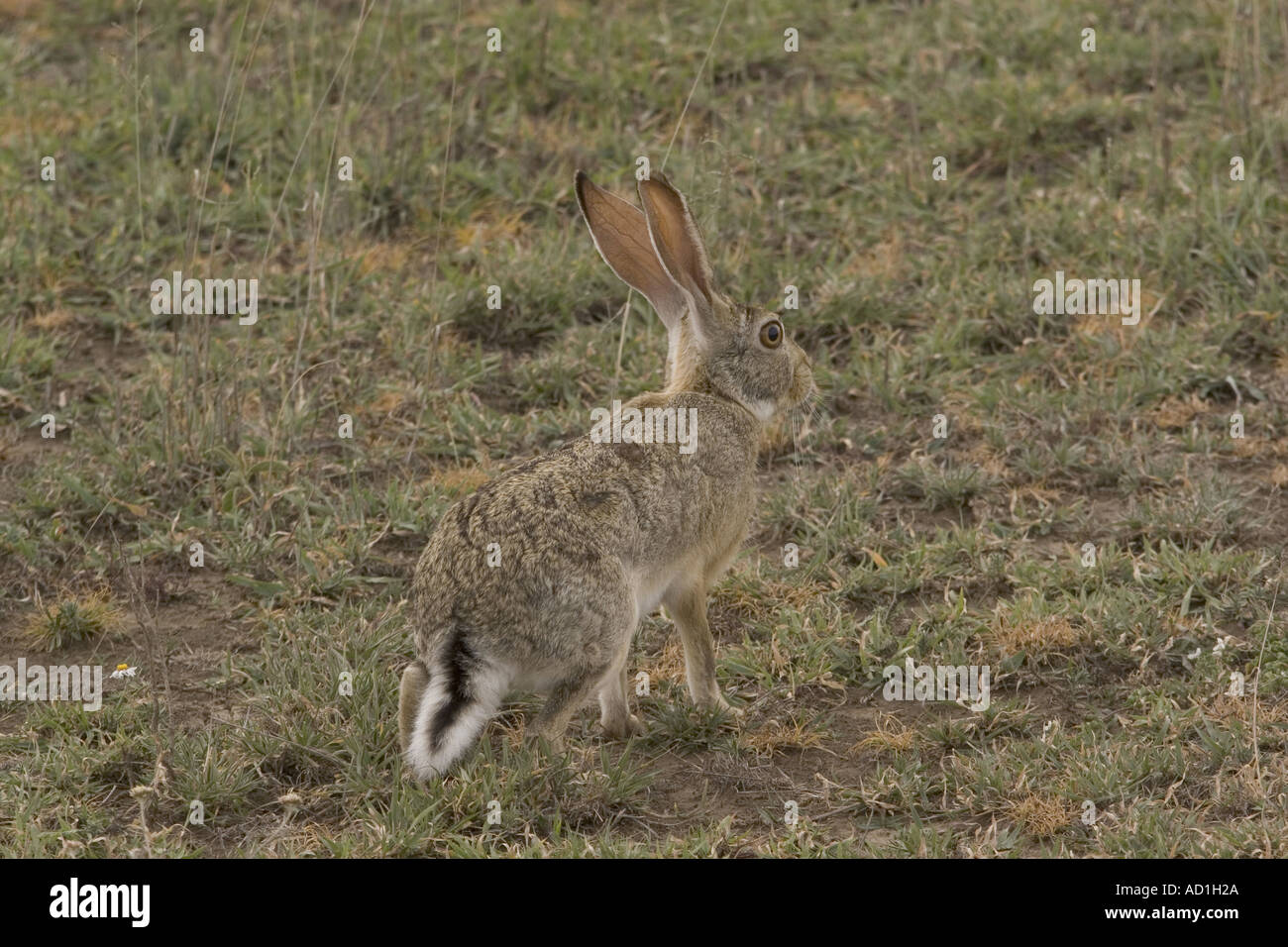 African Hare Tanzania Africa Lepus capensis Sitting Alert Stock Photo ...