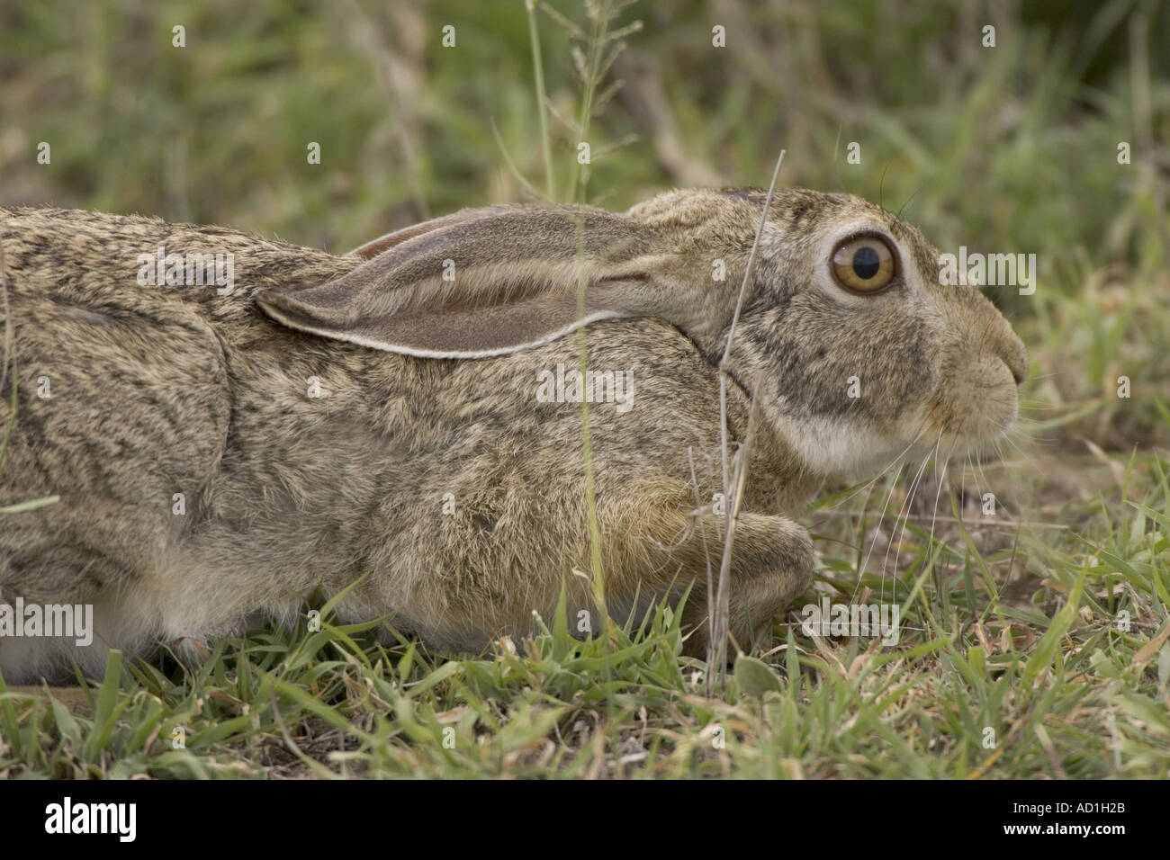African Hare Tanzania Africa Lepus capensis Stock Photo - Alamy