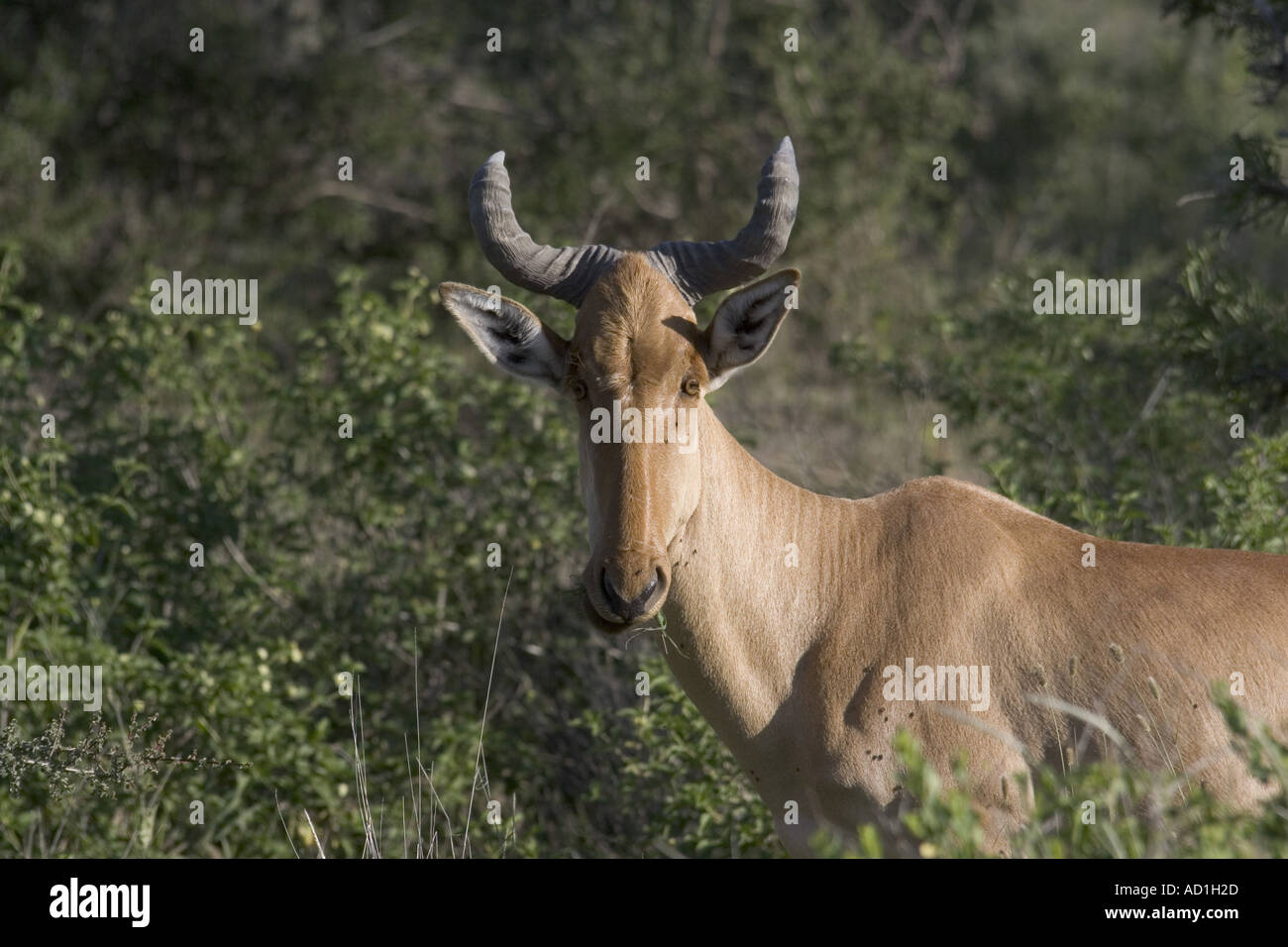 Busephalus hi-res stock photography and images - Alamy