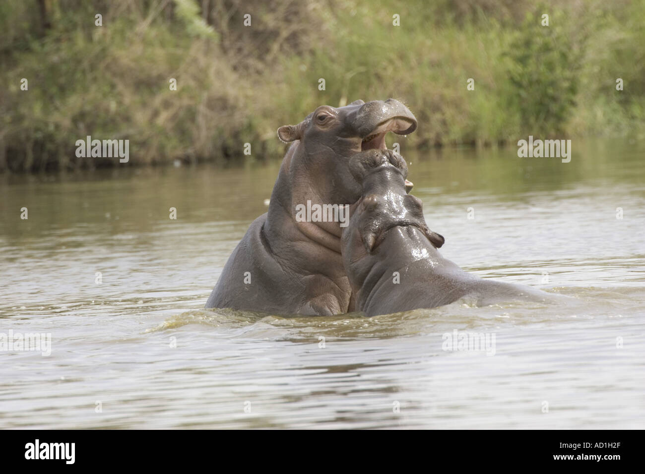 HIPPOPOTAMUS Hippo fighting HIPPOPOTAMUS AMPHIBIUS Stock Photo - Alamy