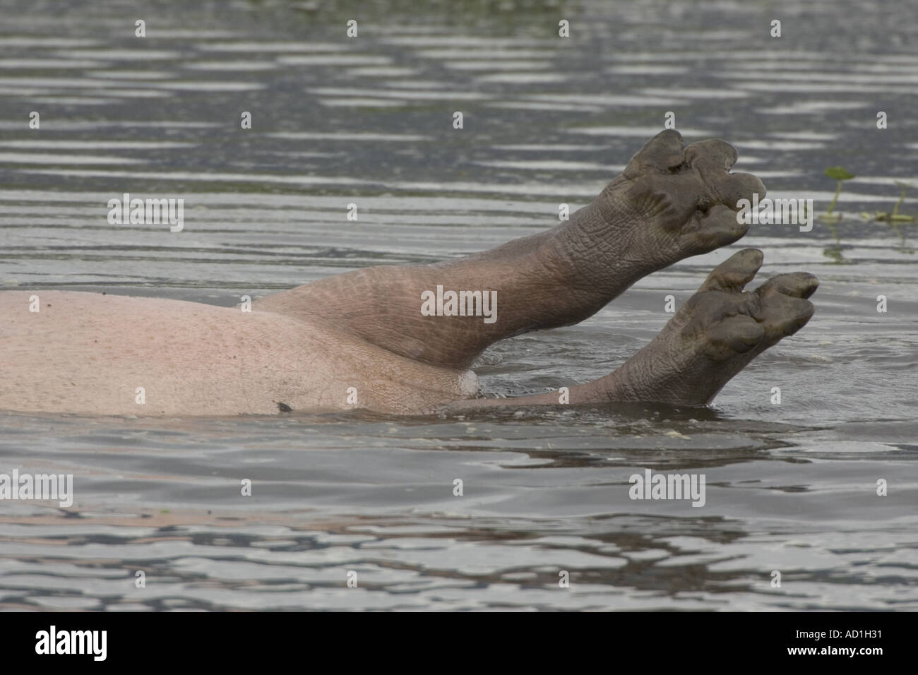 HIPPOPOTAMUS Hippo feet HIPPOPOTAMUS AMPHIBIUS Stock Photo - Alamy
