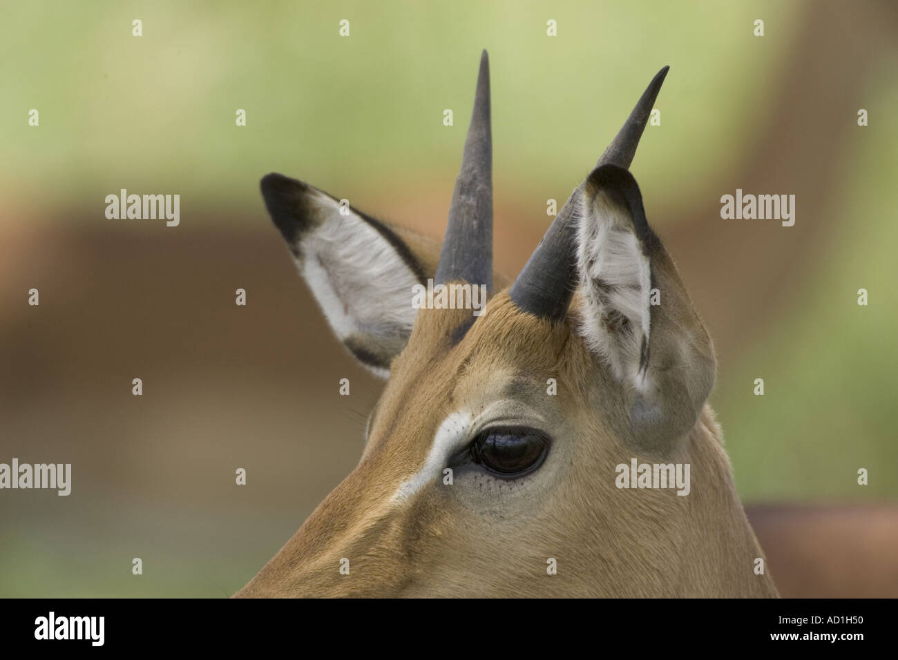 Spike horns hi-res stock photography and images - Alamy