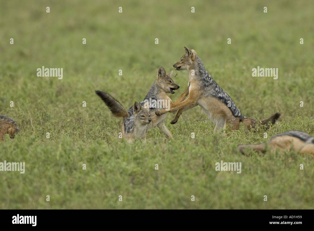 Black backed Jackals group pack Interacting figh Canus mesomelas ...