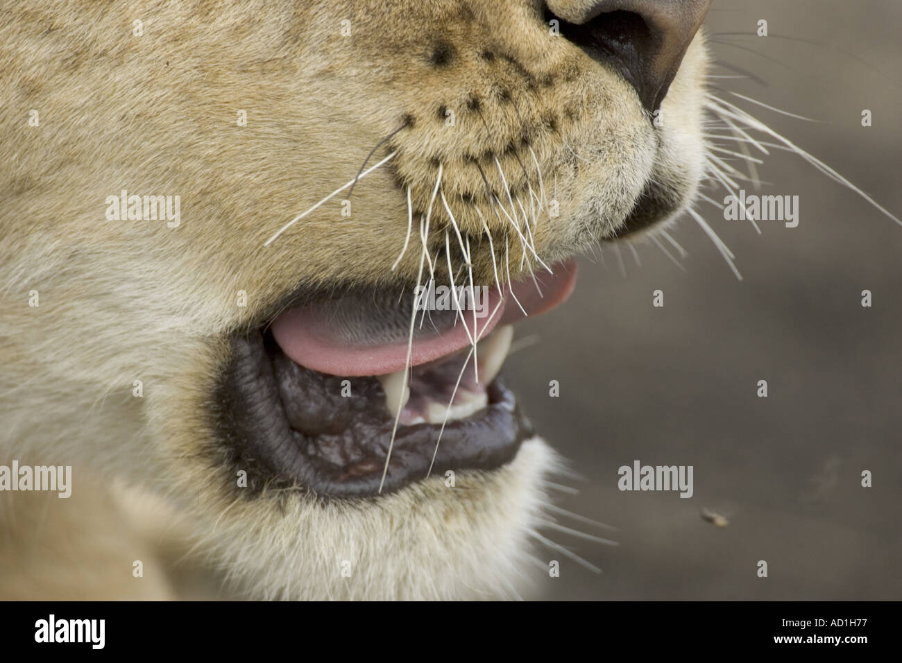 Lion mouth whiskers PANTHERA LEO Africa Tanzania Stock Photo - Alamy