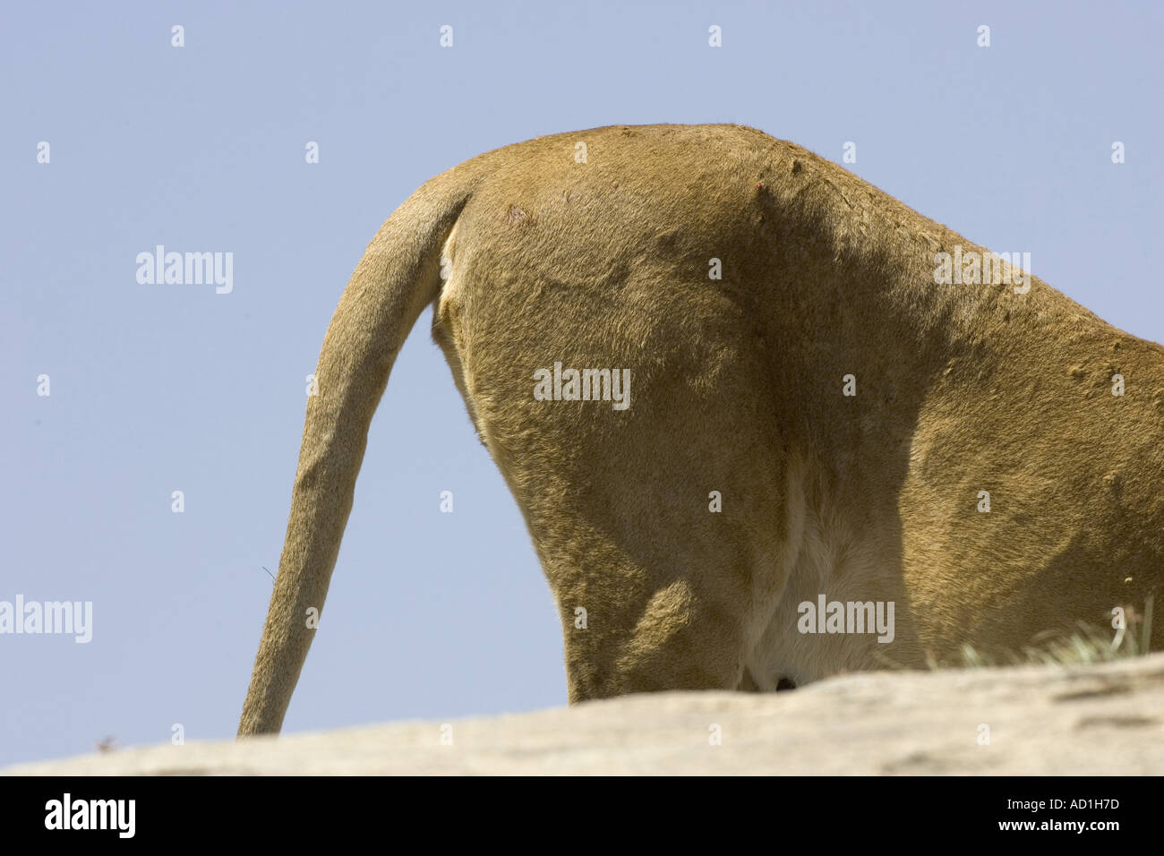 Tail lion hi-res stock photography and images - Alamy