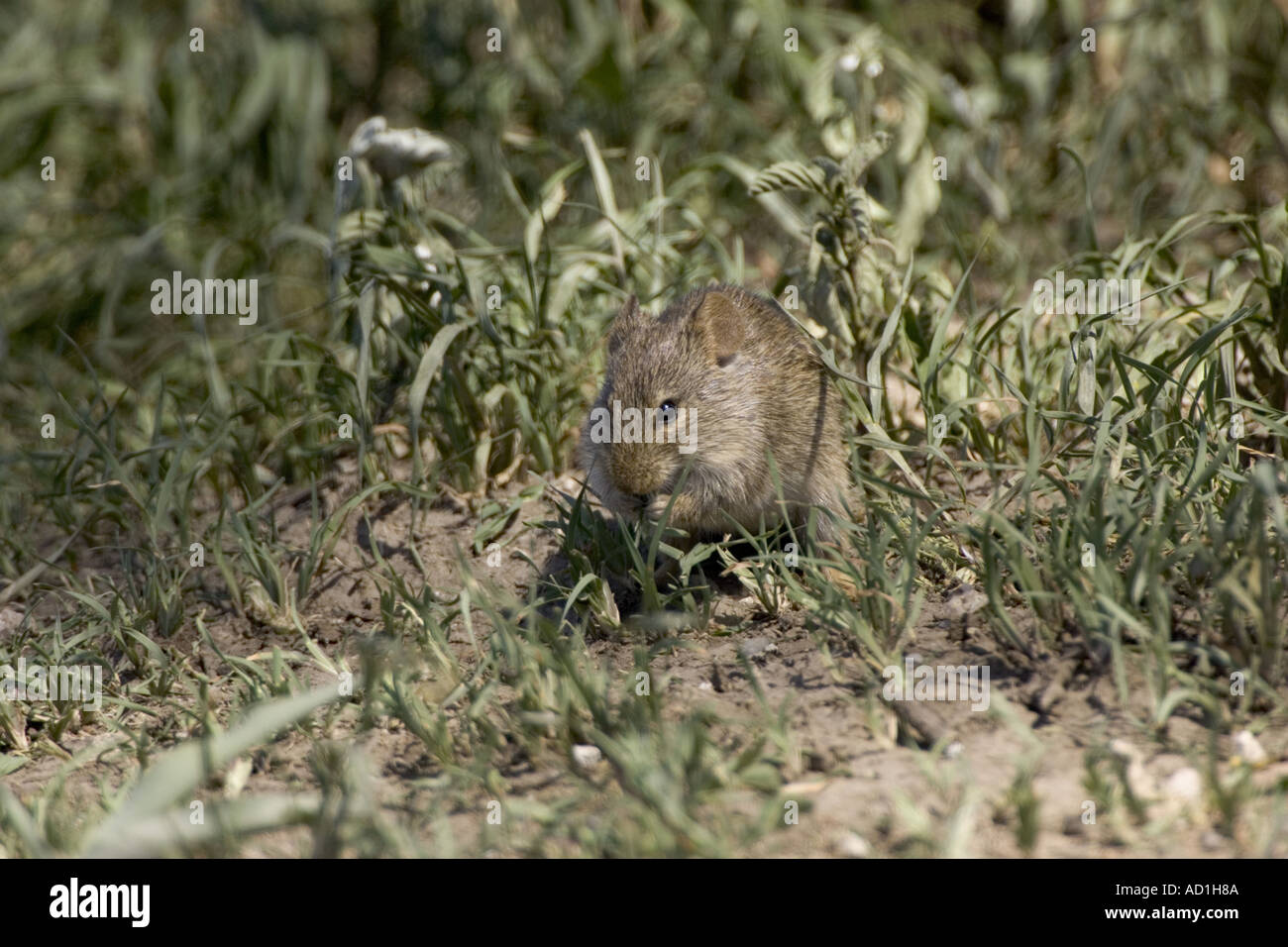 Tanzania rat hi-res stock photography and images - Alamy