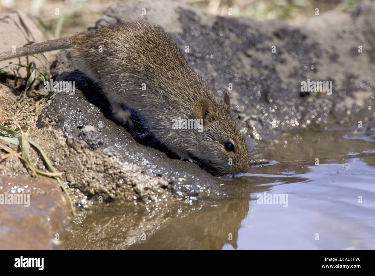 Tanzania rat hi-res stock photography and images - Alamy