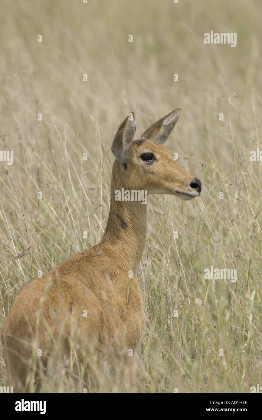 Bohor reedbuck female redunca redunca hi-res stock photography and ...