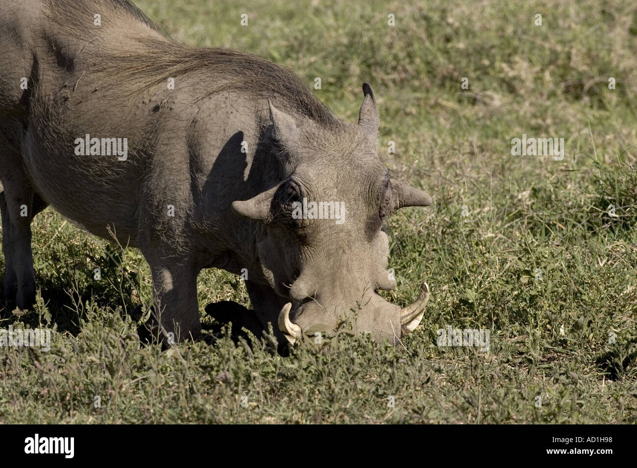 Warthog Tusks Feeding Kneeling Phacochoerus Aethiopicus Tanzania Africa