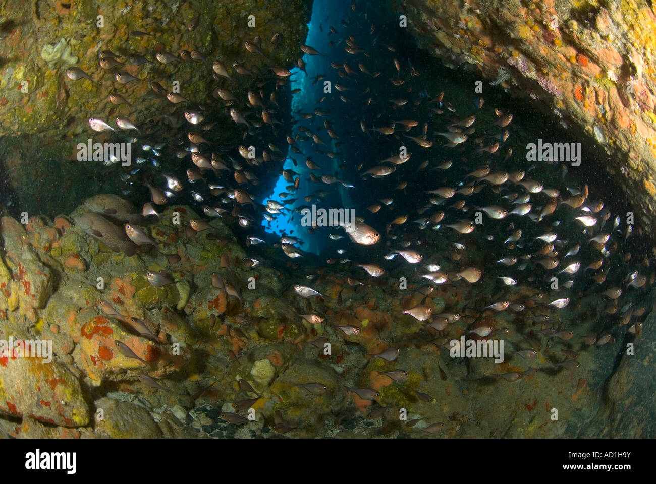 Underwater Bermuda cave with fish, cavern, hole, scuba, diving, ocean ...