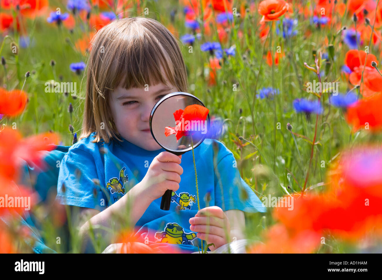Young girl looking at a common poppy Stock Photo - Alamy