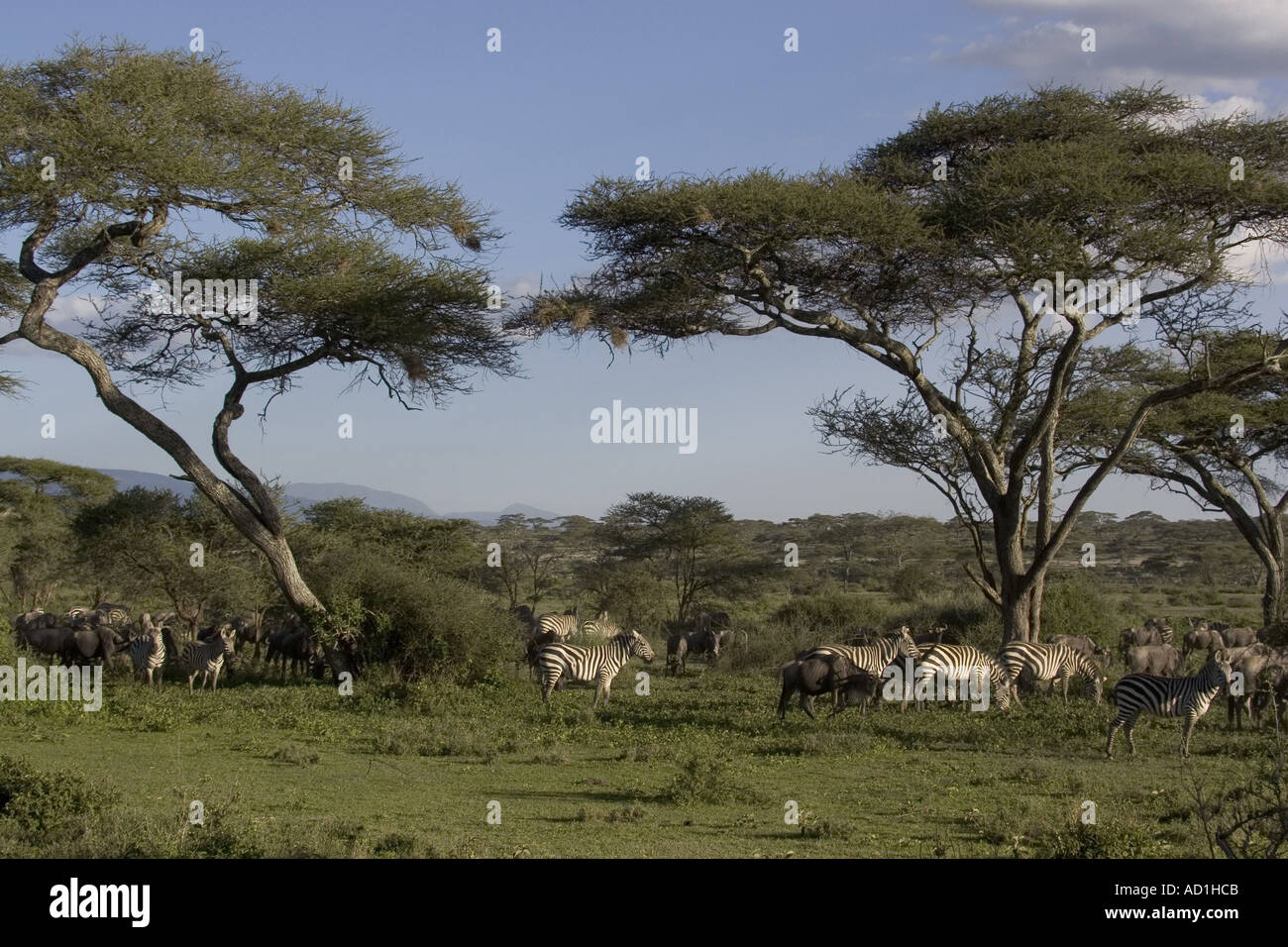 Acacia plains hi-res stock photography and images - Alamy