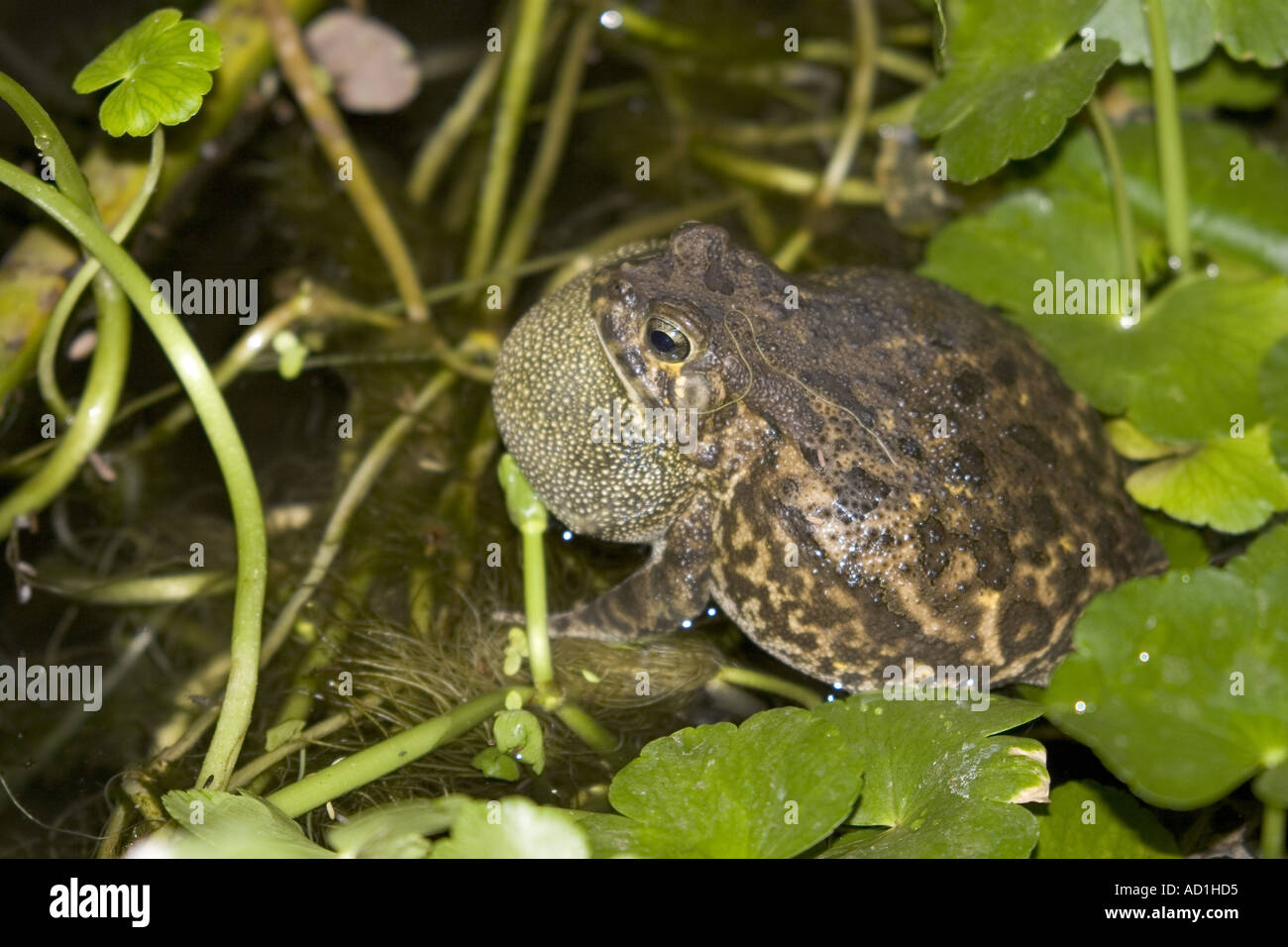 Square marked toad bufo hi-res stock photography and images - Alamy