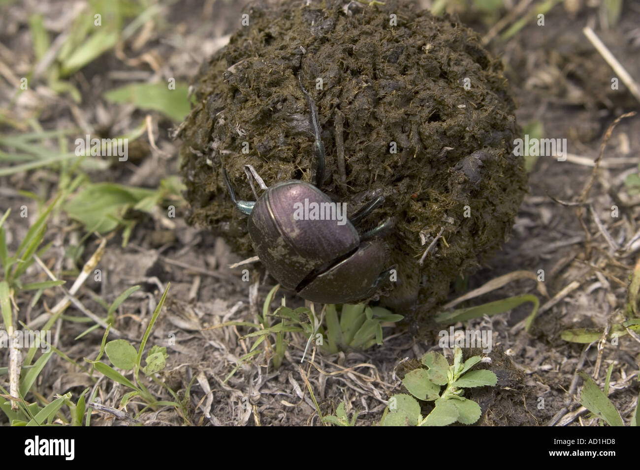 Dung Beetle rolling dung Onthophagus nuchicornis Stock Photo - Alamy