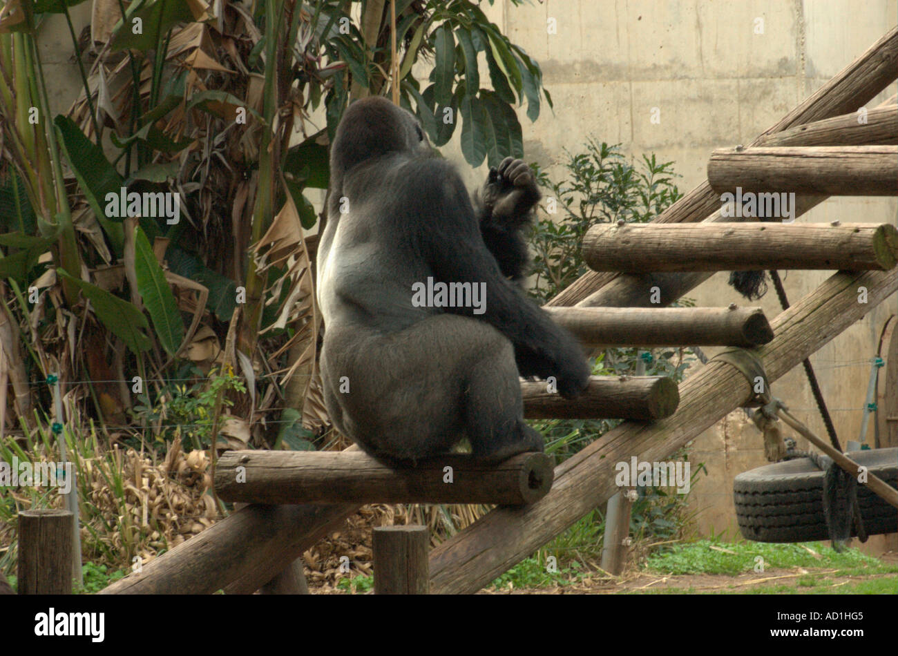 Gorilla in a zoo Stock Photo - Alamy