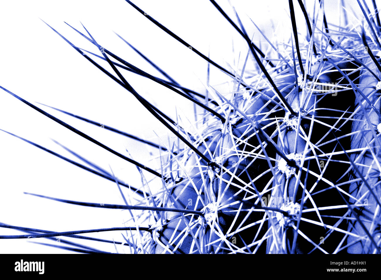 Very spiny blue cactus with white background Stock Photo - Alamy
