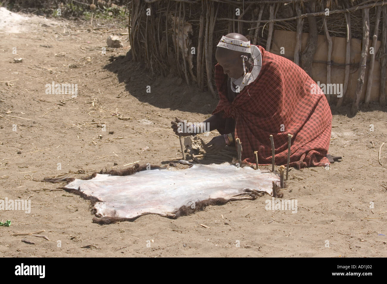 Africa Tanzania people native tribe Masai woman drying animal skin ...