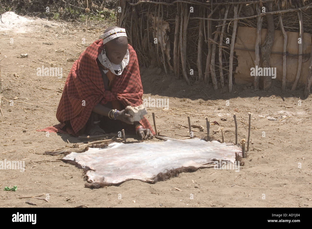 Africa Tanzania people native tribe Masai woman drying animal skin ...