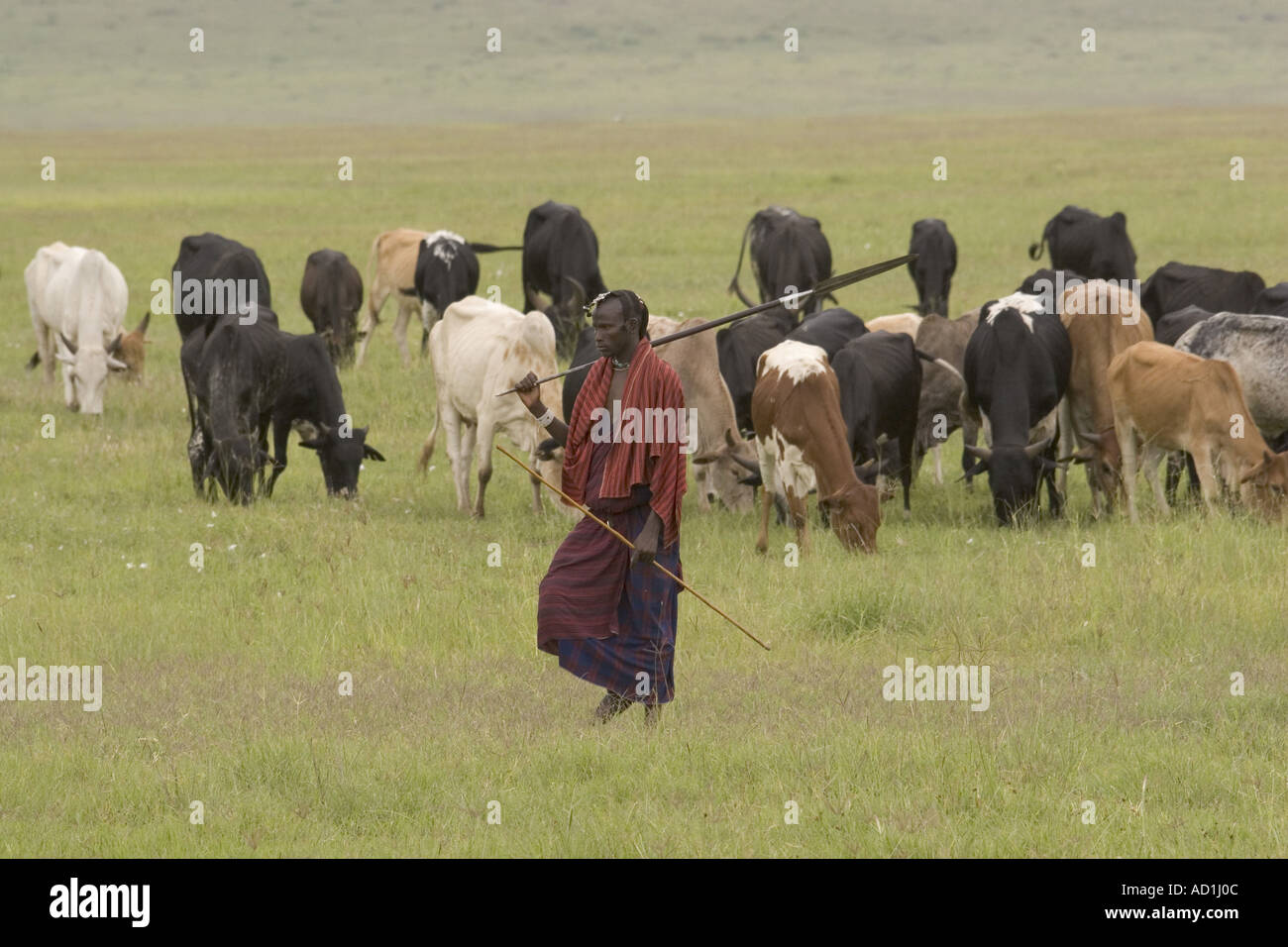 Masai herding cattle hi-res stock photography and images - Alamy
