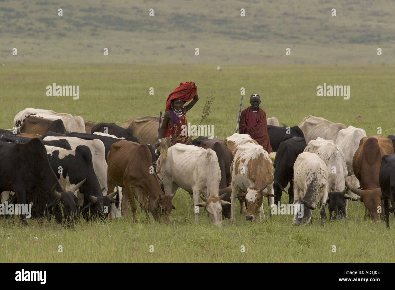 Masai herding cattle hi-res stock photography and images - Alamy