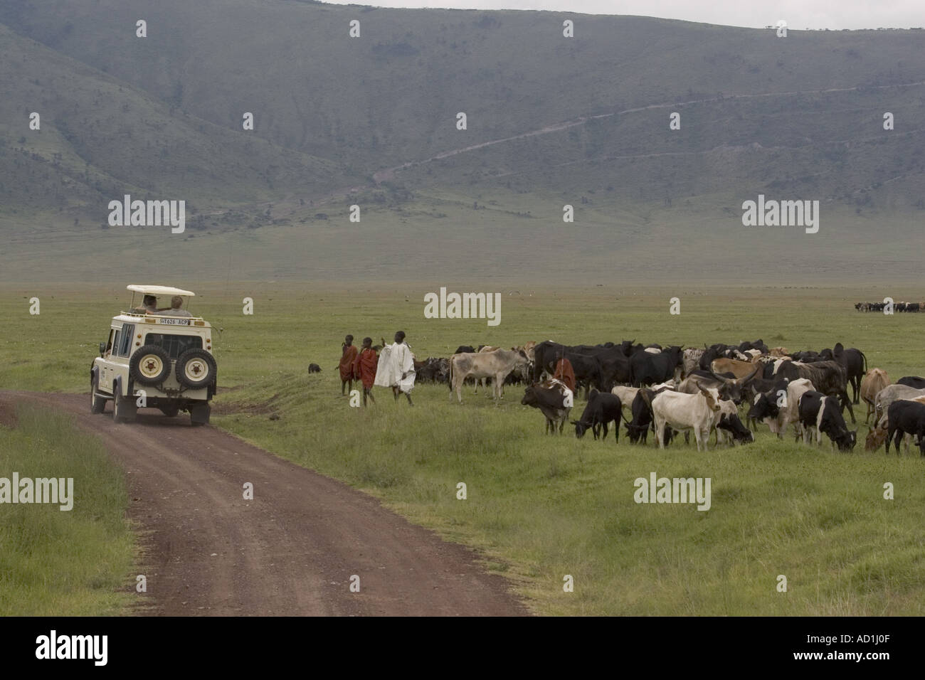 Africa Tanzania people native tribe Masai men Herding cattle Ngorongoro ...