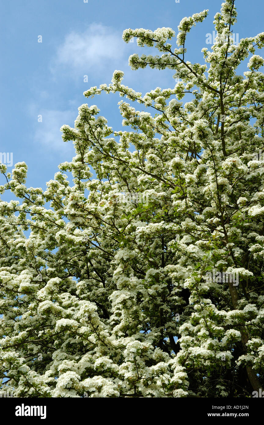 Hedging hawthorn hi-res stock photography and images - Alamy