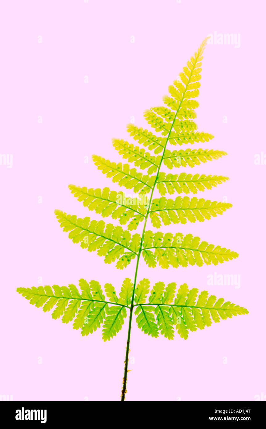 Broad buckler fern cross processed Stock Photo - Alamy