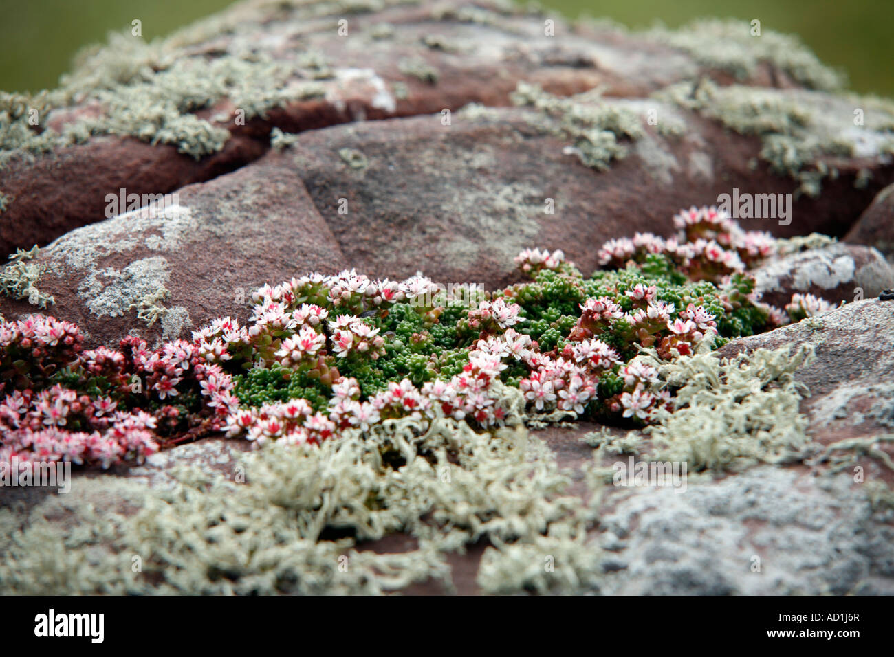 English Stonecrop sedum angelicum crassulaceae family growing on cliffs ...