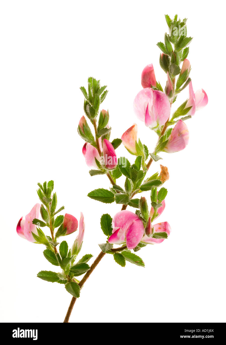Rest harrow in flower Stock Photo - Alamy