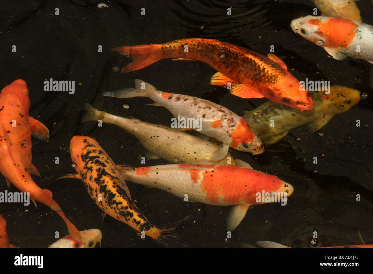 Carp in a feeding frenzy Stock Photo - Alamy