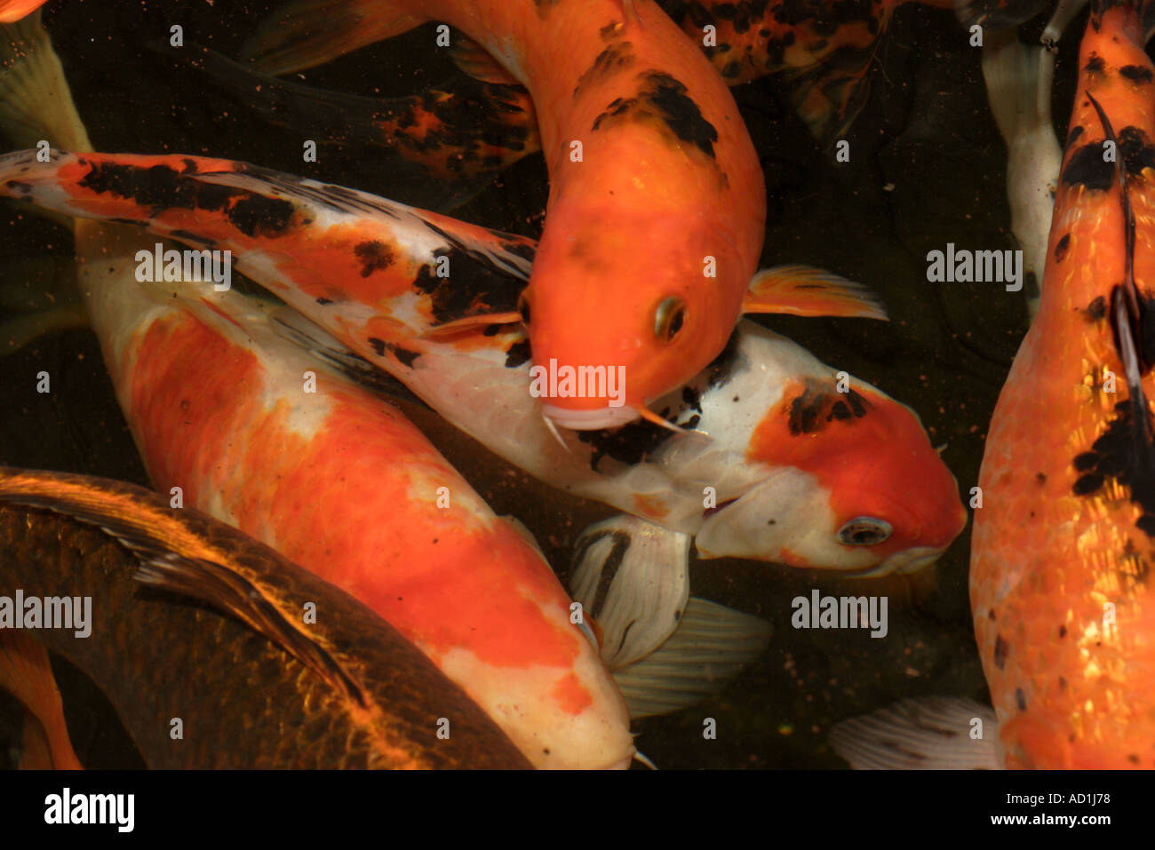 Gasping fish hi-res stock photography and images - Alamy