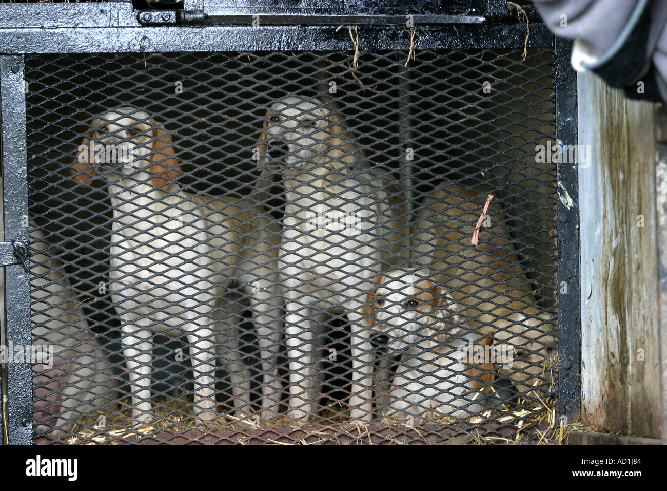 Hunting hounds waiting to be released from their cages Stock Photo - Alamy