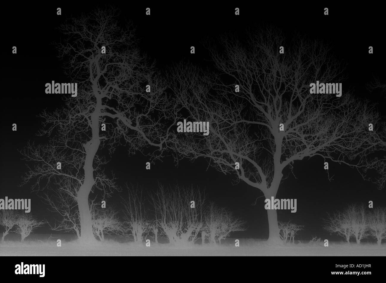 Hedgerow ash trees in morning fog Scotland Stock Photo - Alamy