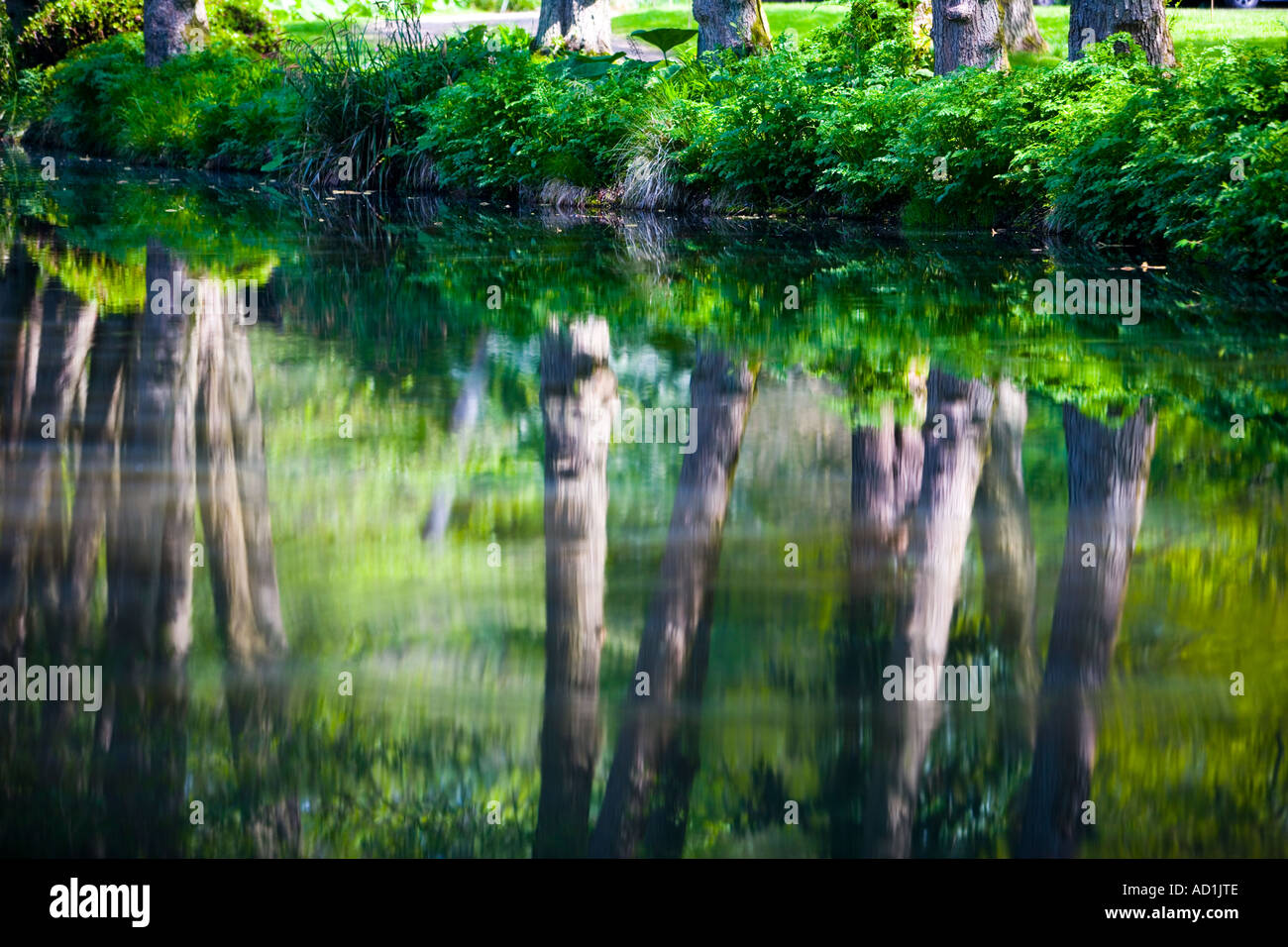 Reflection of trees in water Stock Photo - Alamy